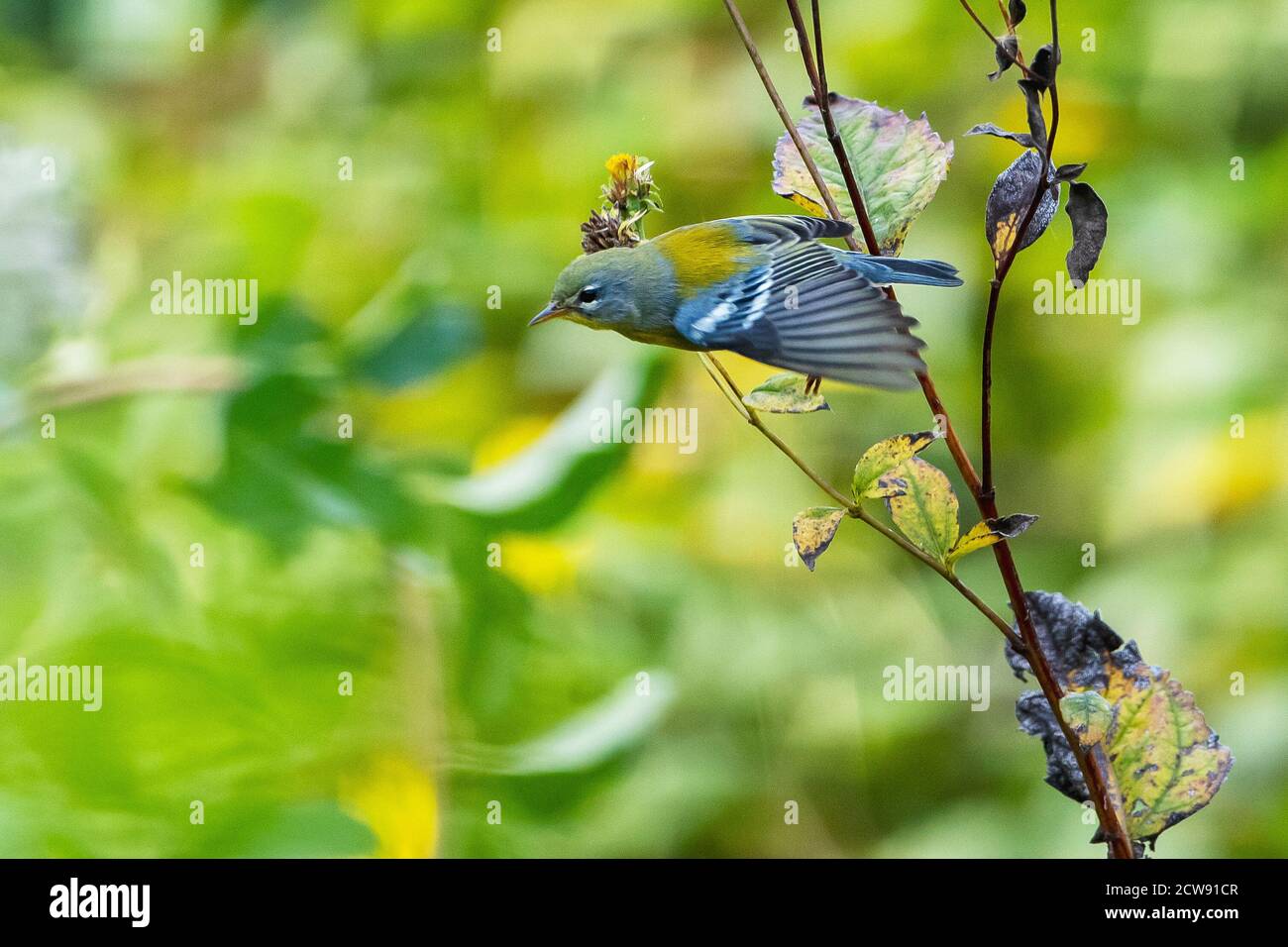 Northern parula warbler flight during autumn migration Stock Photo - Alamy