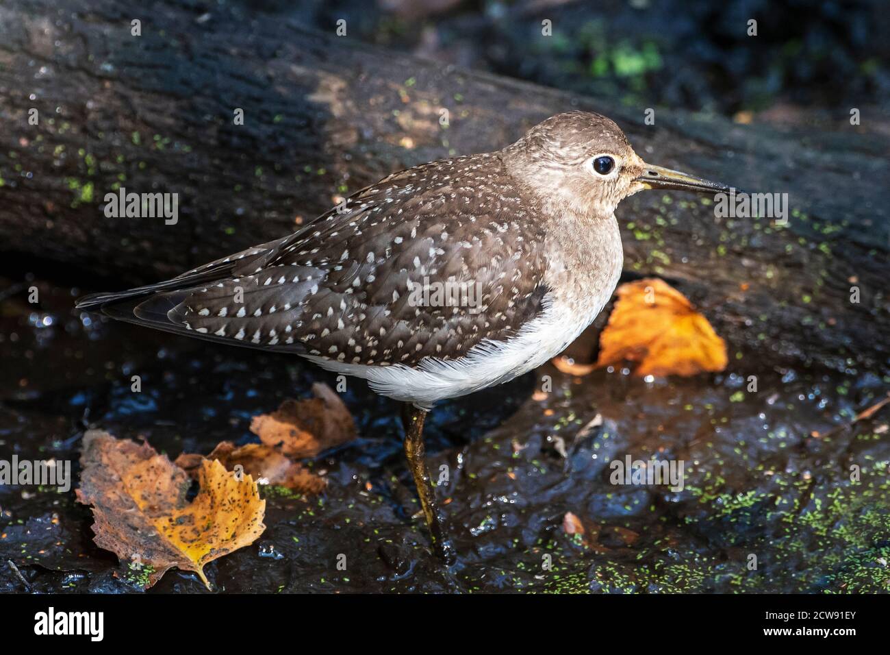 Migration sandpipers hi-res stock photography and images - Alamy