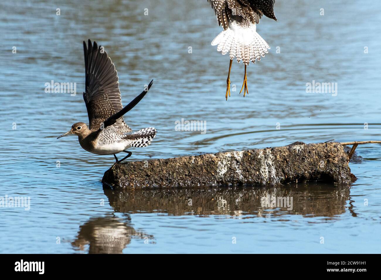 Sandpiper birds hi-res stock photography and images - Alamy
