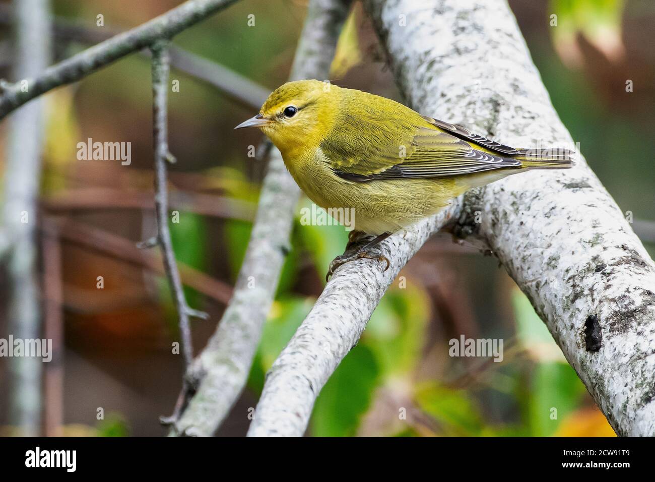 Tennessee warbler in fall migration Stock Photo - Alamy