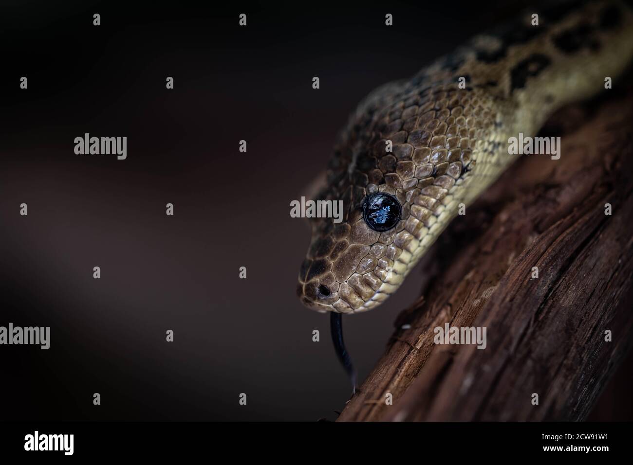 Boid species hi-res stock photography and images - Alamy