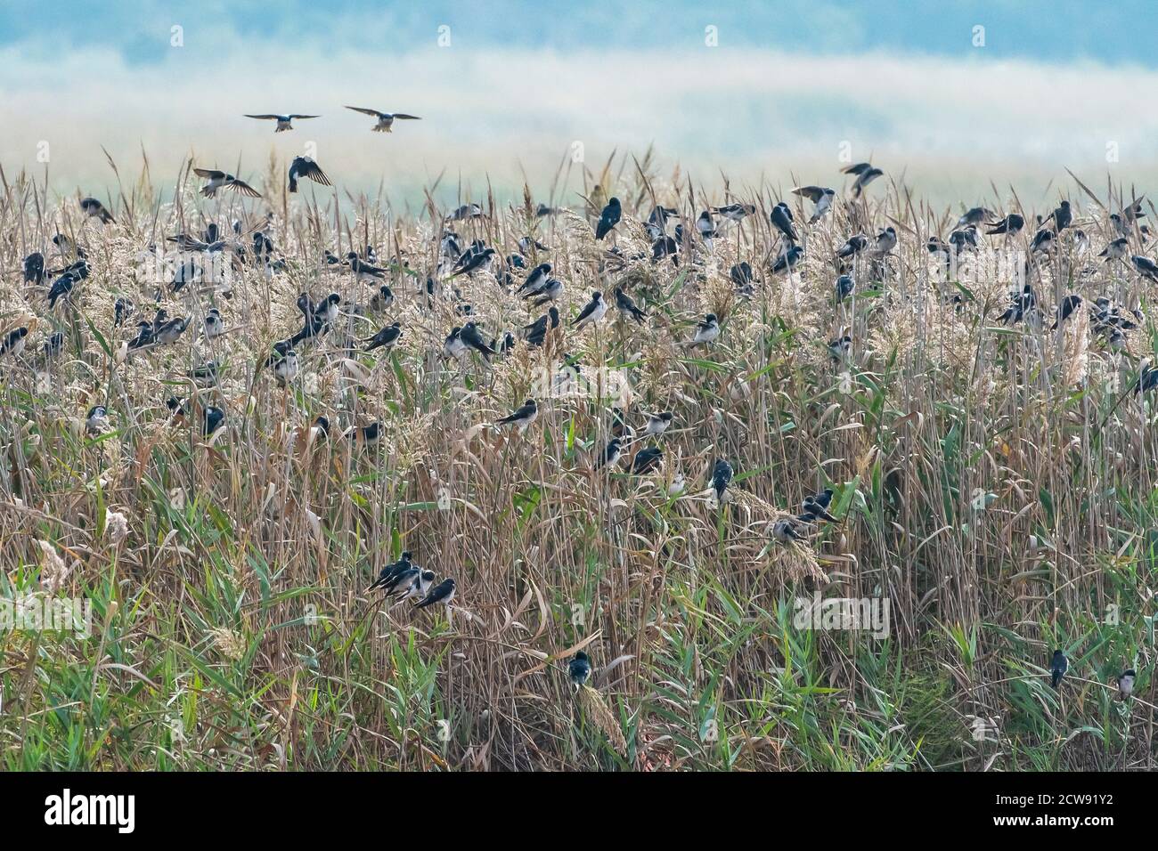 Tree swallow flocks staging in fall migration Stock Photo - Alamy