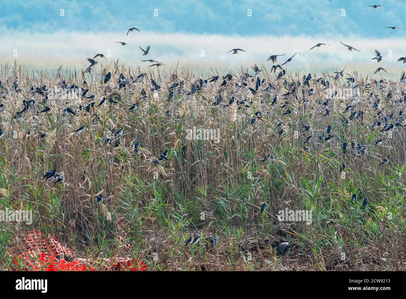 Tree swallow flocks staging in fall migration Stock Photo - Alamy