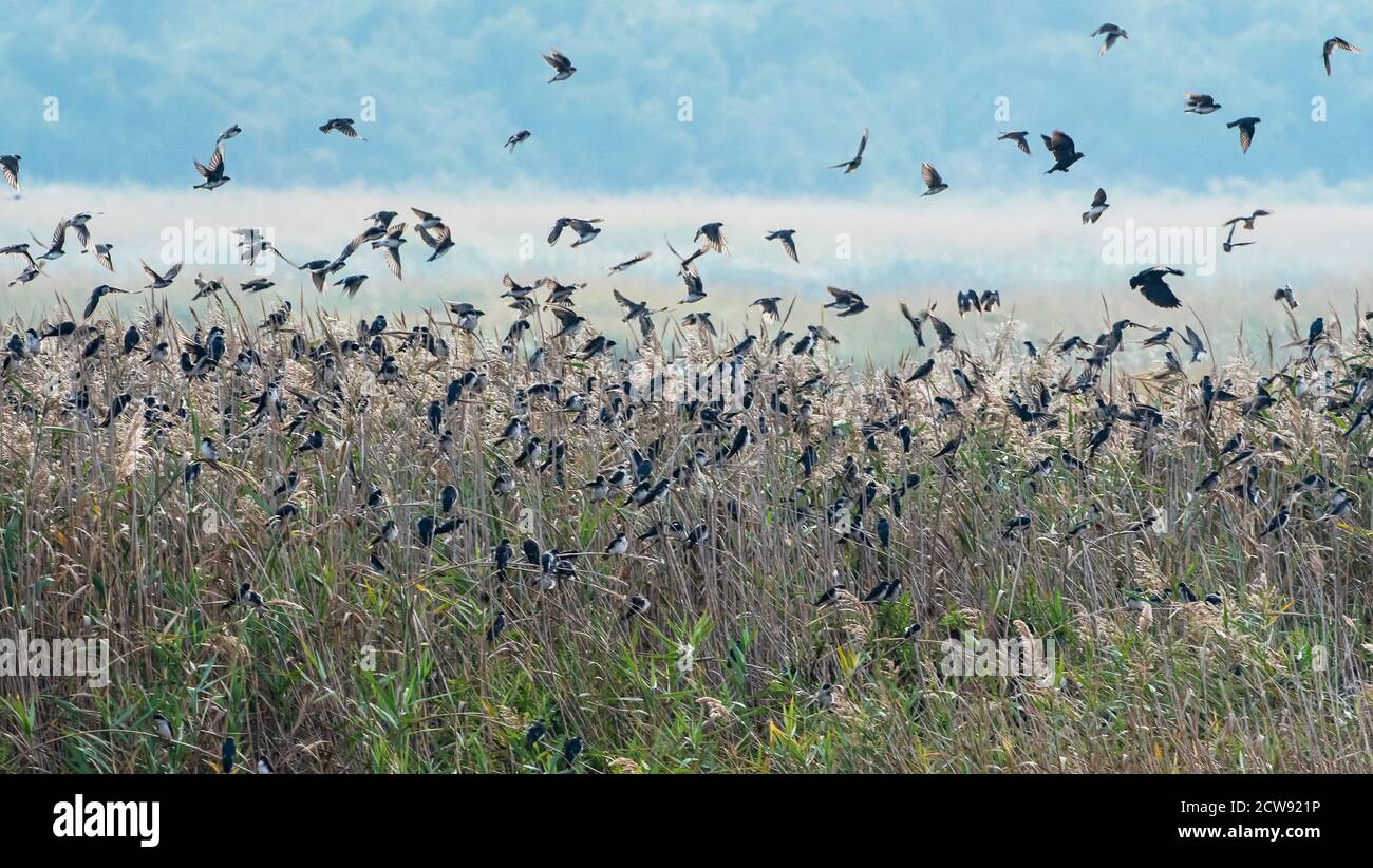 Tree swallow flocks staging in fall migration Stock Photo - Alamy