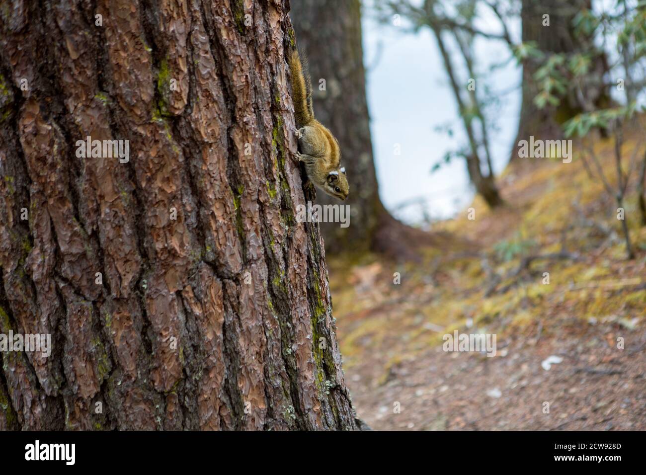 Wild plants china hi-res stock photography and images - Alamy