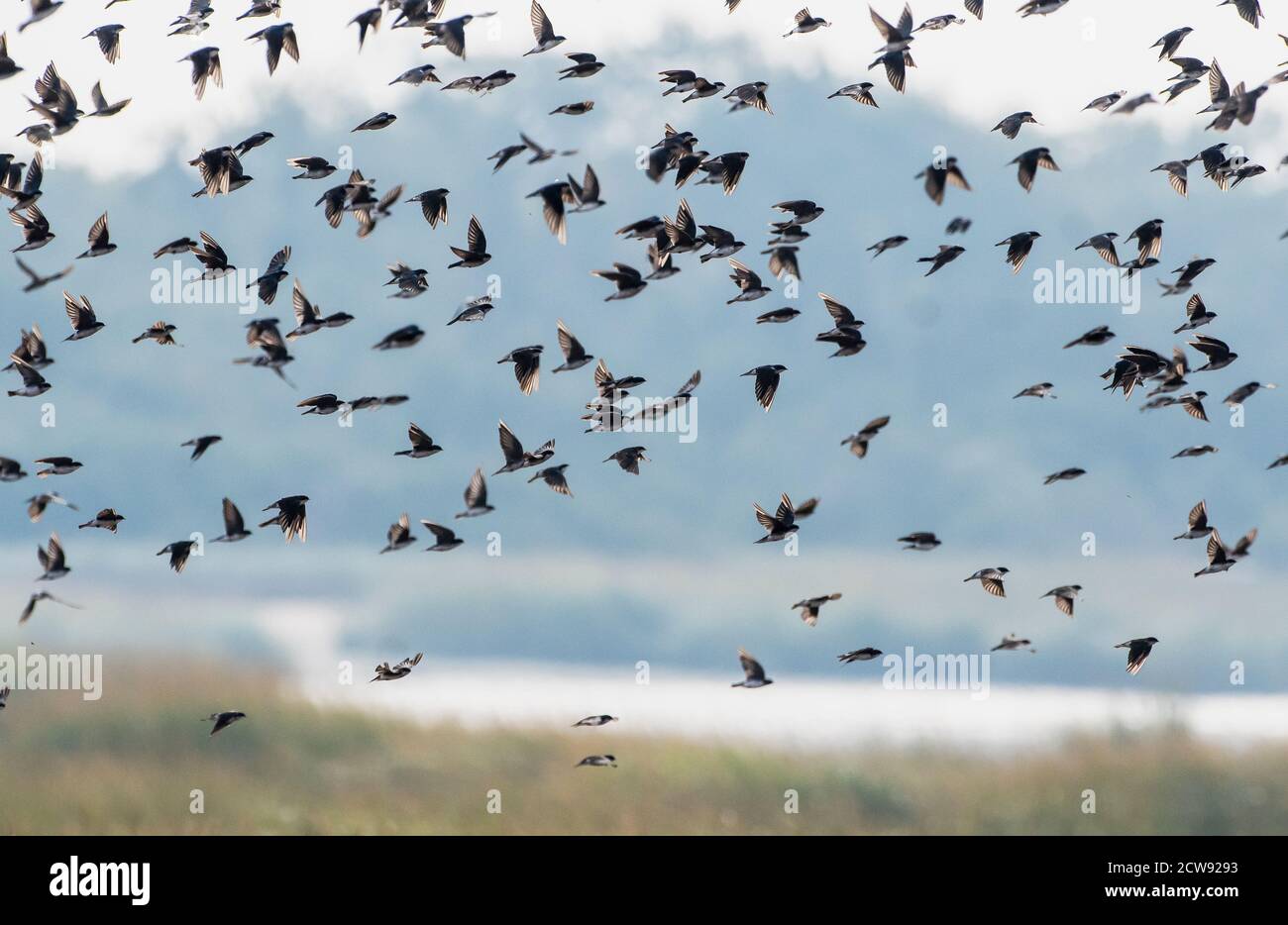 Tree swallow flocks staging in fall migration Stock Photo - Alamy