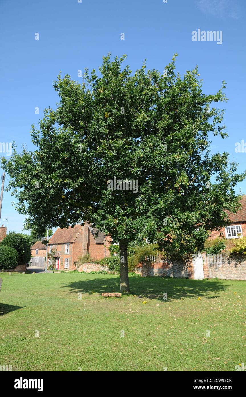 Tobys Tree, Great Horwood, Buckinghamshire Stock Photo - Alamy