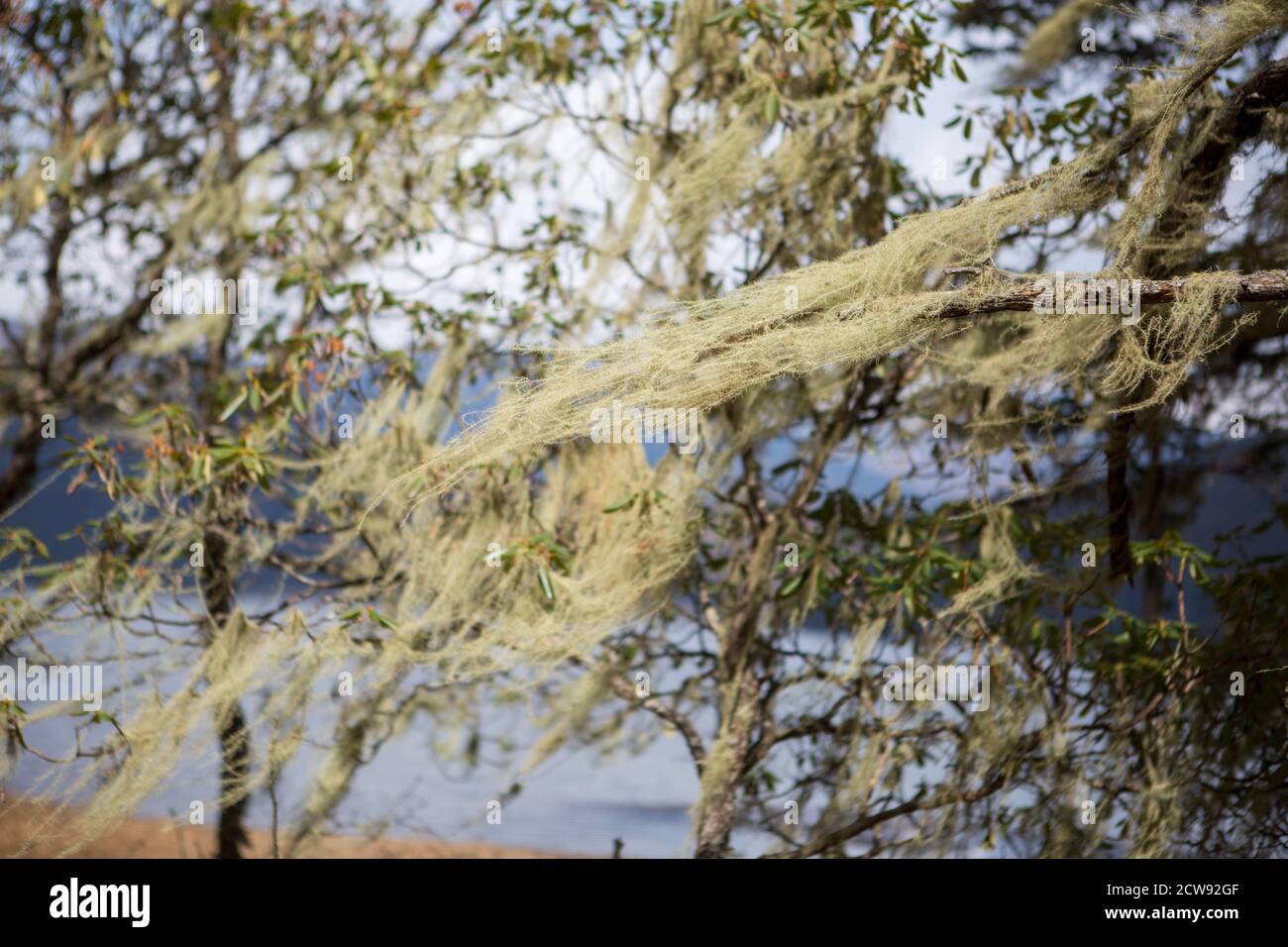 Mossy trees in a national park in China Stock Photo - Alamy