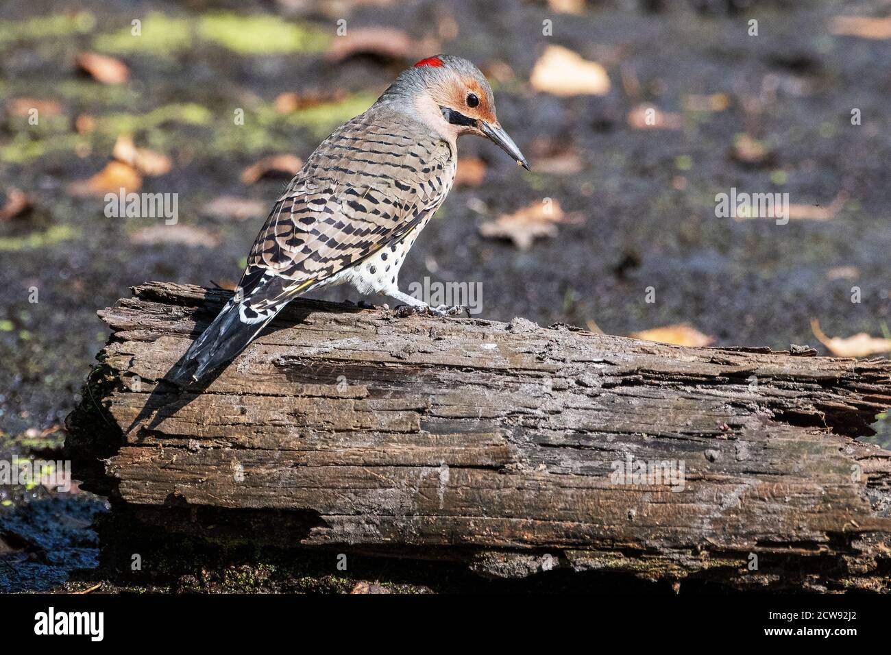 Northern or yellow-shafted flicker Stock Photo - Alamy