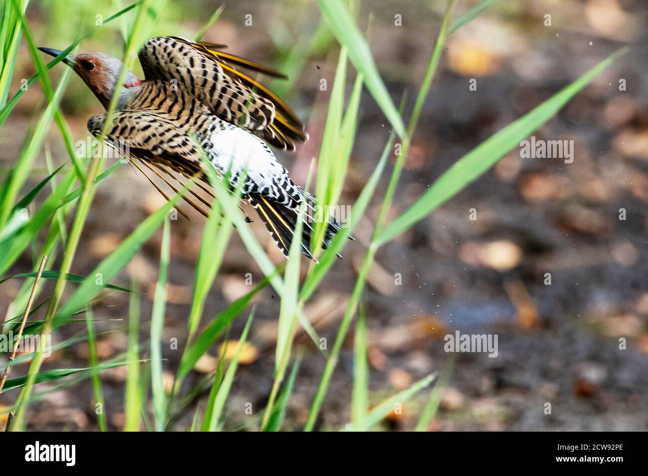 Northern or yellow-shafted flicker flight Stock Photo - Alamy