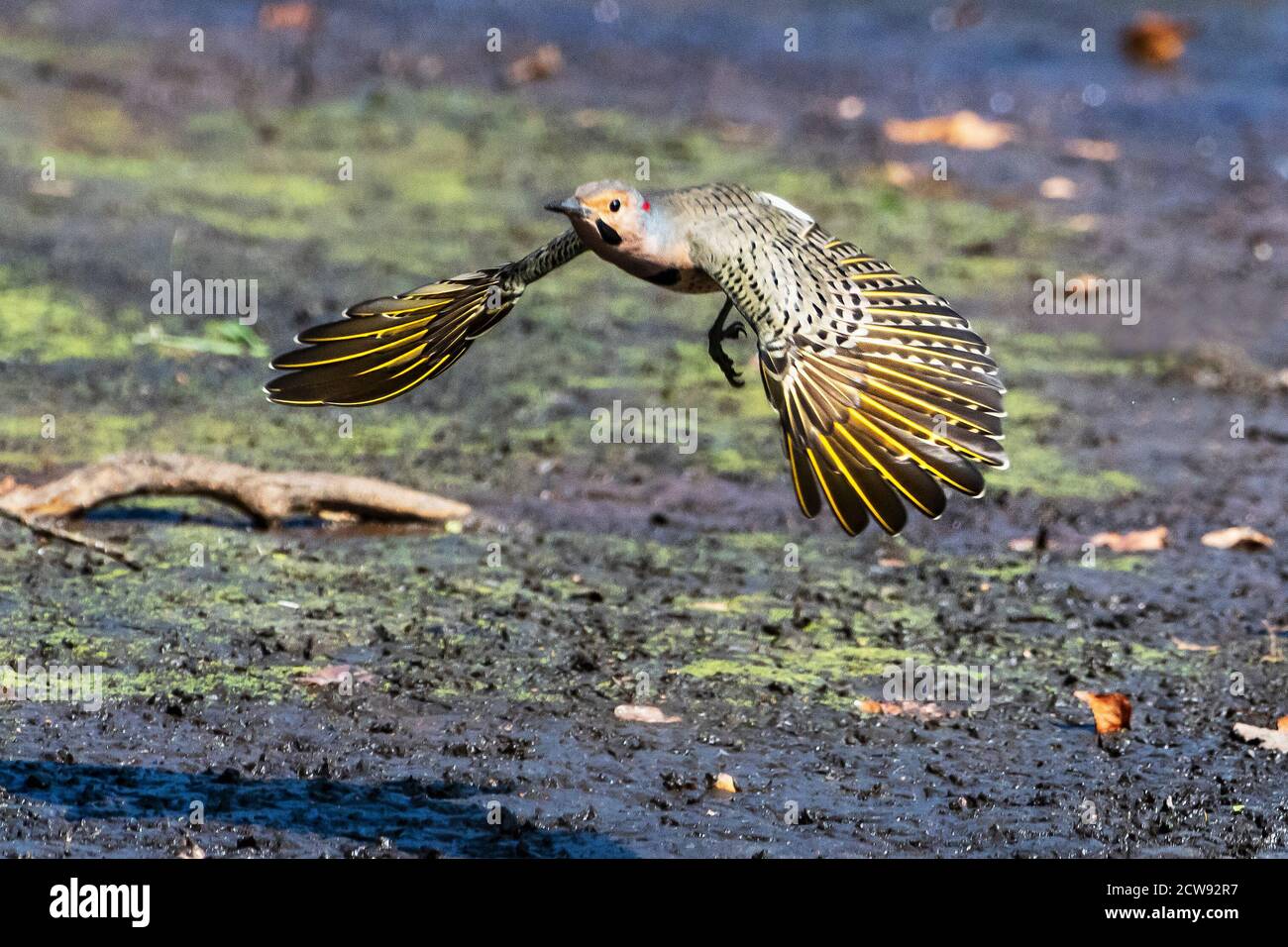 Northern yellow shafted flickers hi-res stock photography and images ...