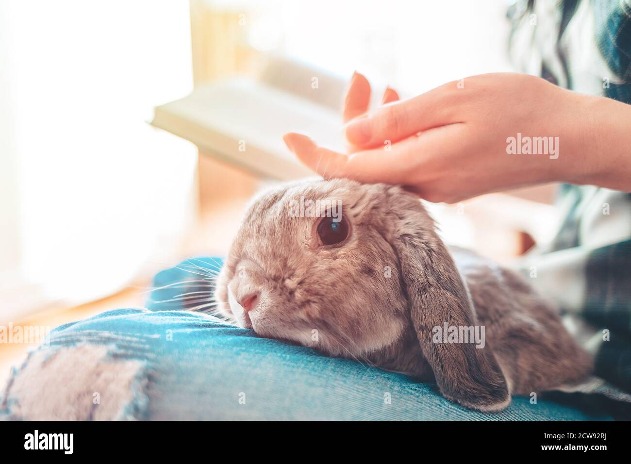 A woman is reading a book and stroking a rabbit sitting on her lap ...
