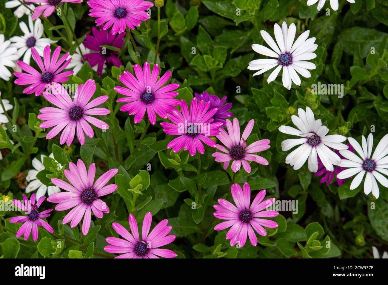 Brightly colored African daisy flowers Stock Photo - Alamy