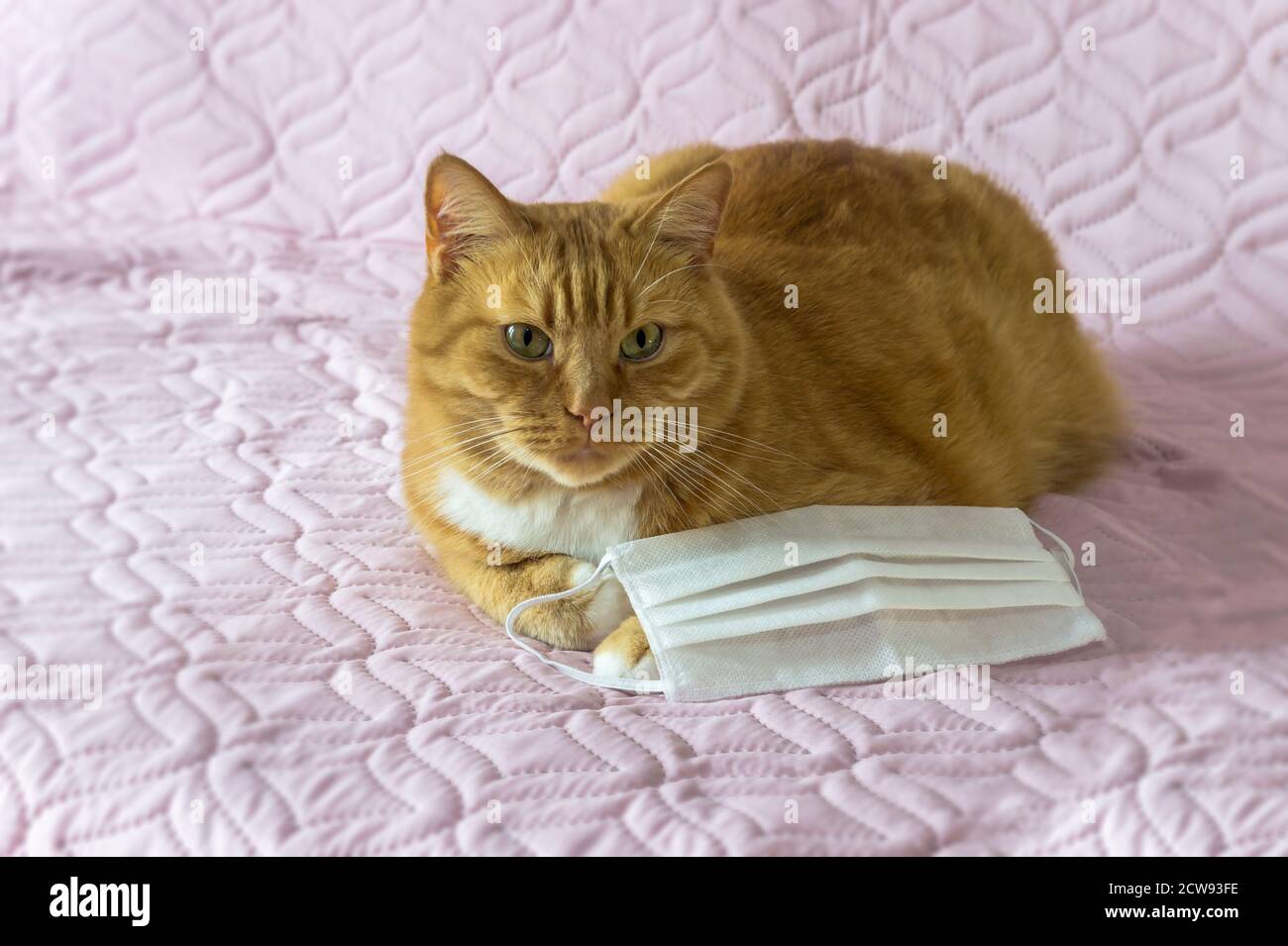 medical mask and cat, red house cat and sanitary facial mask Stock ...