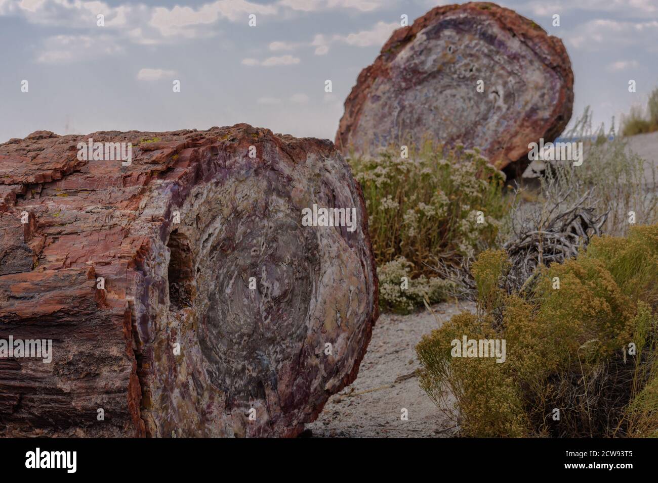 Image captured at the Petrified Forest NP Arizona. Petrified Logs ...