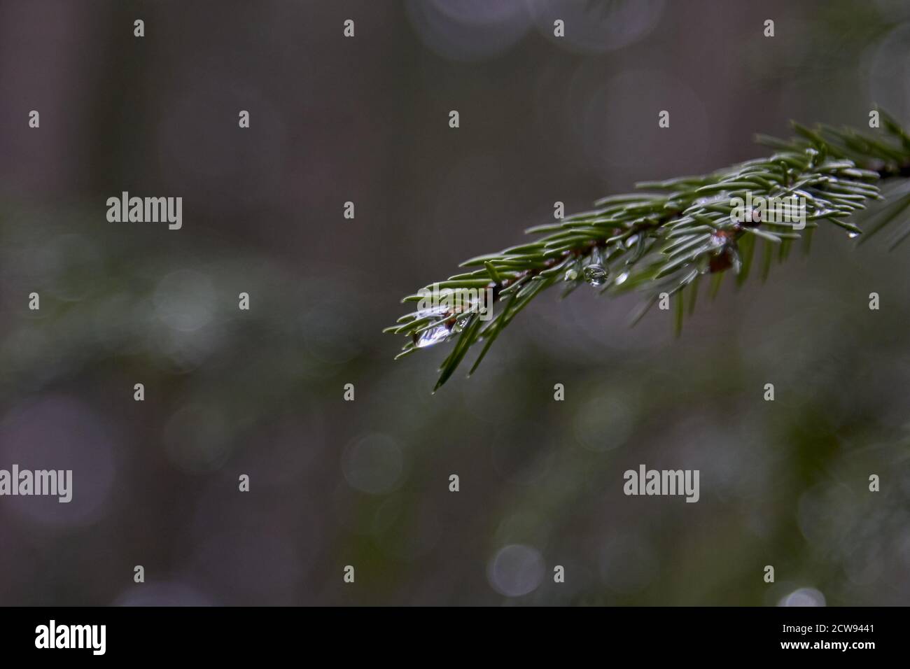 Fir tree water drops hi-res stock photography and images - Alamy