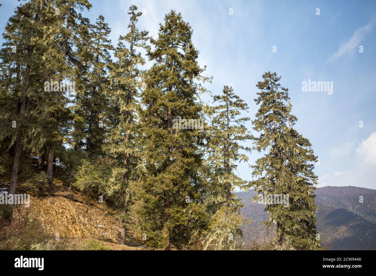 Trees with only branches hi-res stock photography and images - Alamy