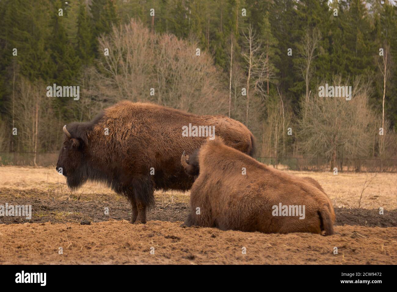 Wild european bison in the forest, Russia Stock Photo - Alamy