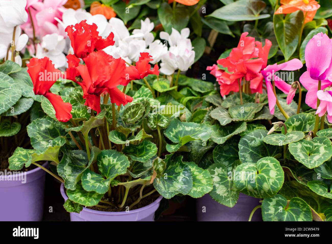 Red cyclamen blossom close-up. Blooming houseplant in flower pot ...
