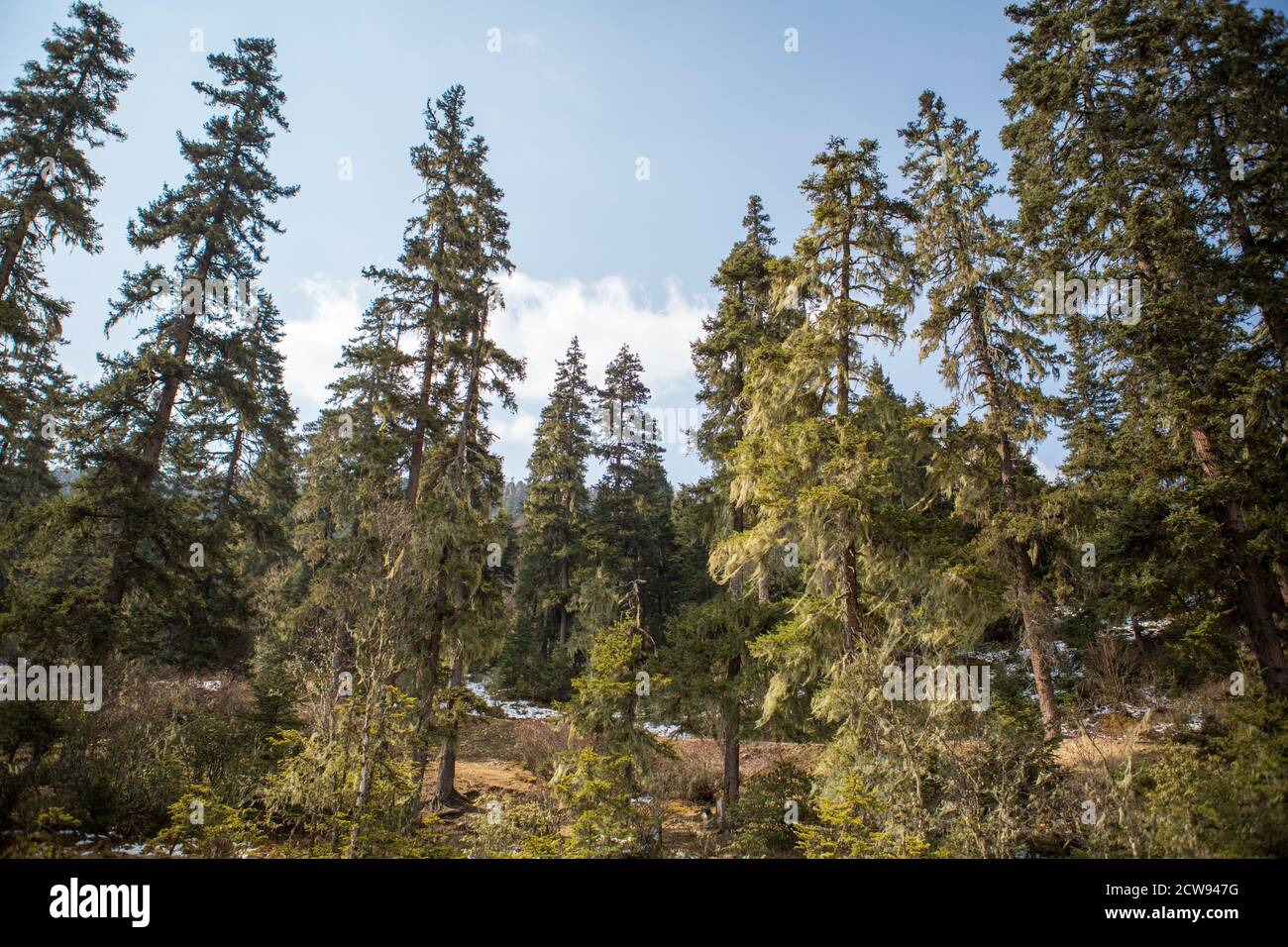 Pine Trees in China's only National Park Stock Photo - Alamy