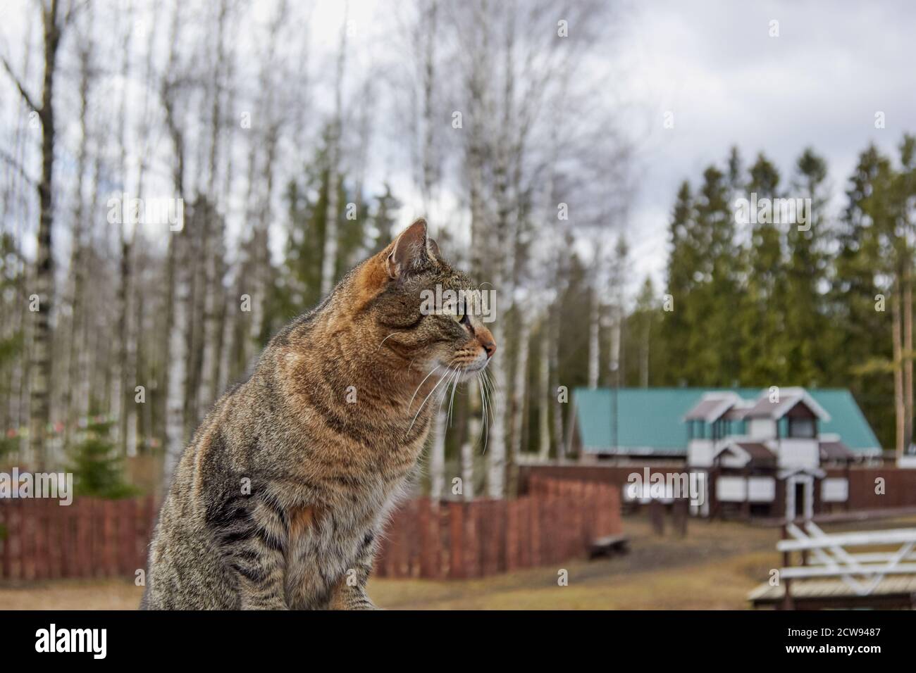 grey wild cat in the forest hunts and lives in the forest Stock Photo ...