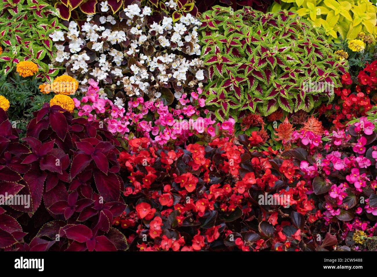 Geometric planting border hi-res stock photography and images - Alamy