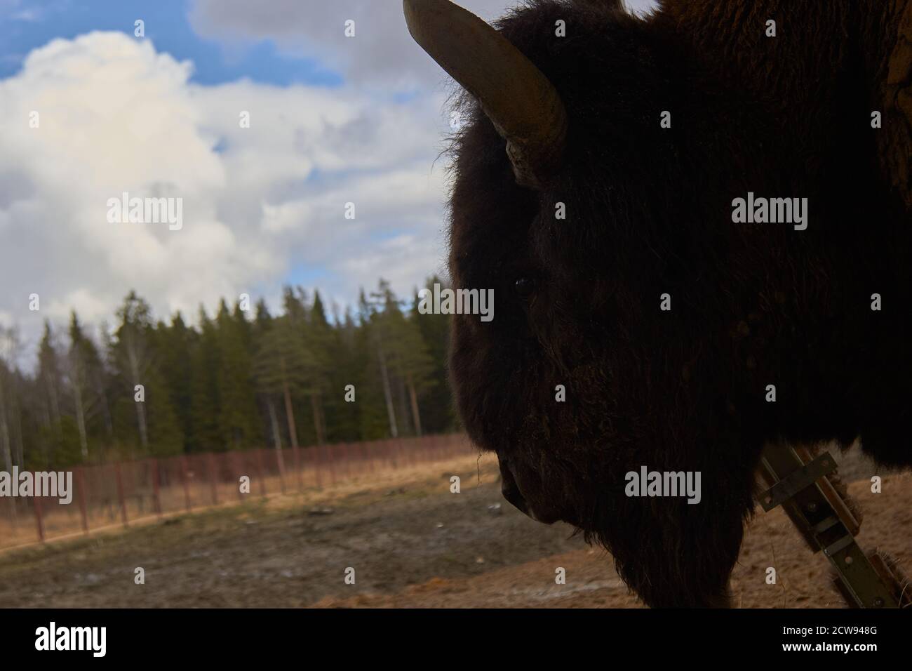 Bison herd russia nature hi-res stock photography and images - Alamy