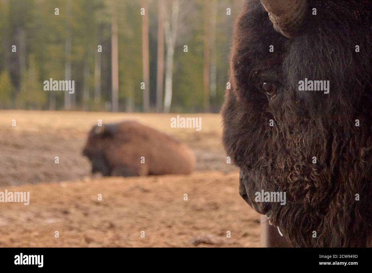 Wild european bison in the forest, Russia Stock Photo - Alamy