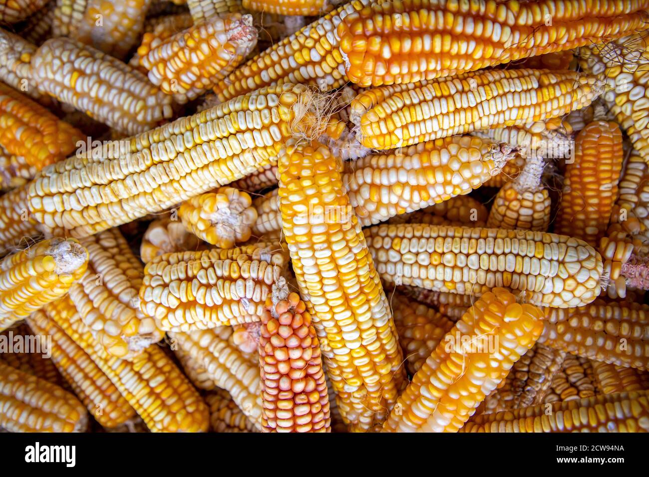 Sun Dried Fresh Organic Corn Cob Stock Photo - Alamy