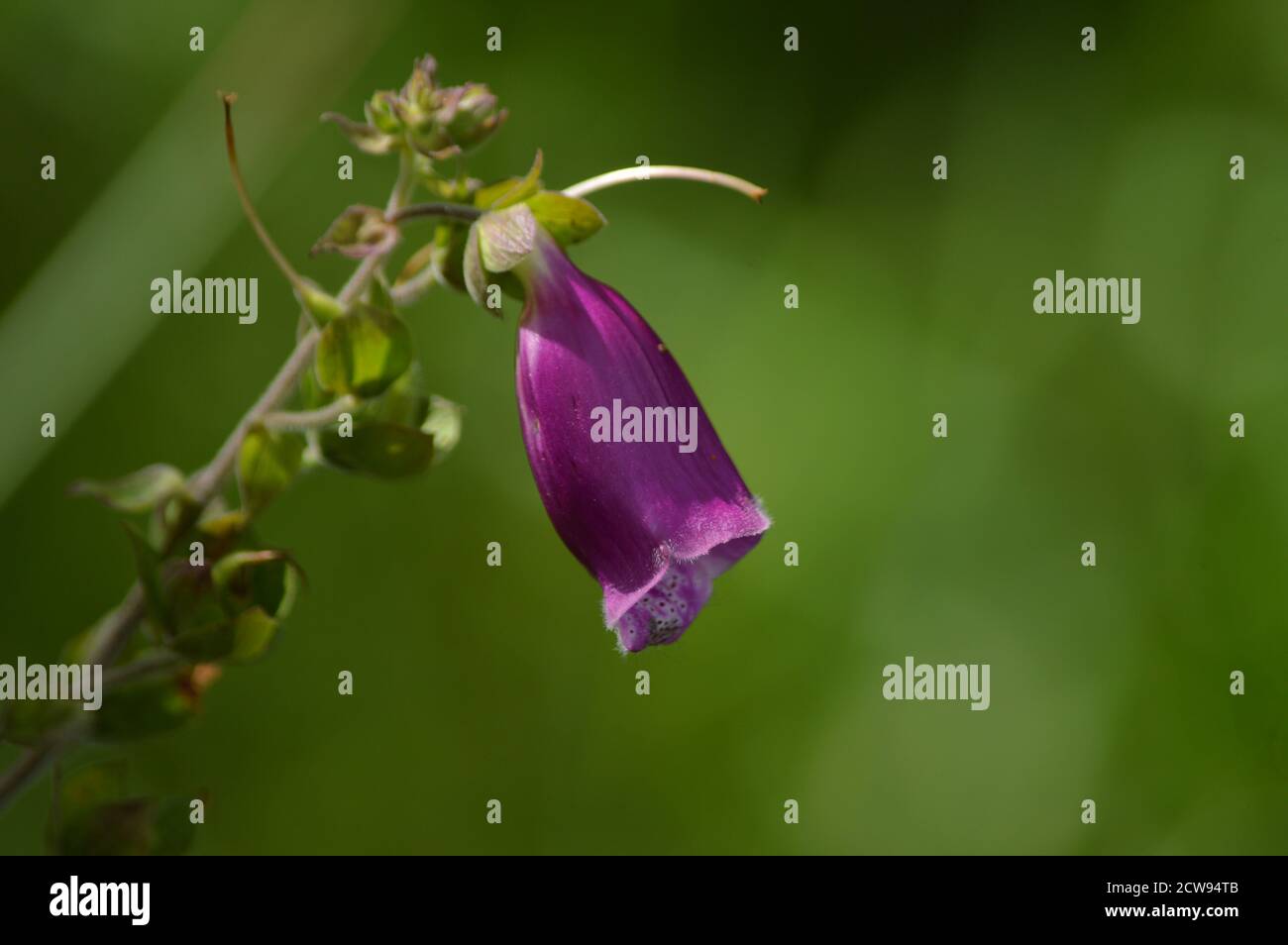 A single foxglove flower Stock Photo - Alamy