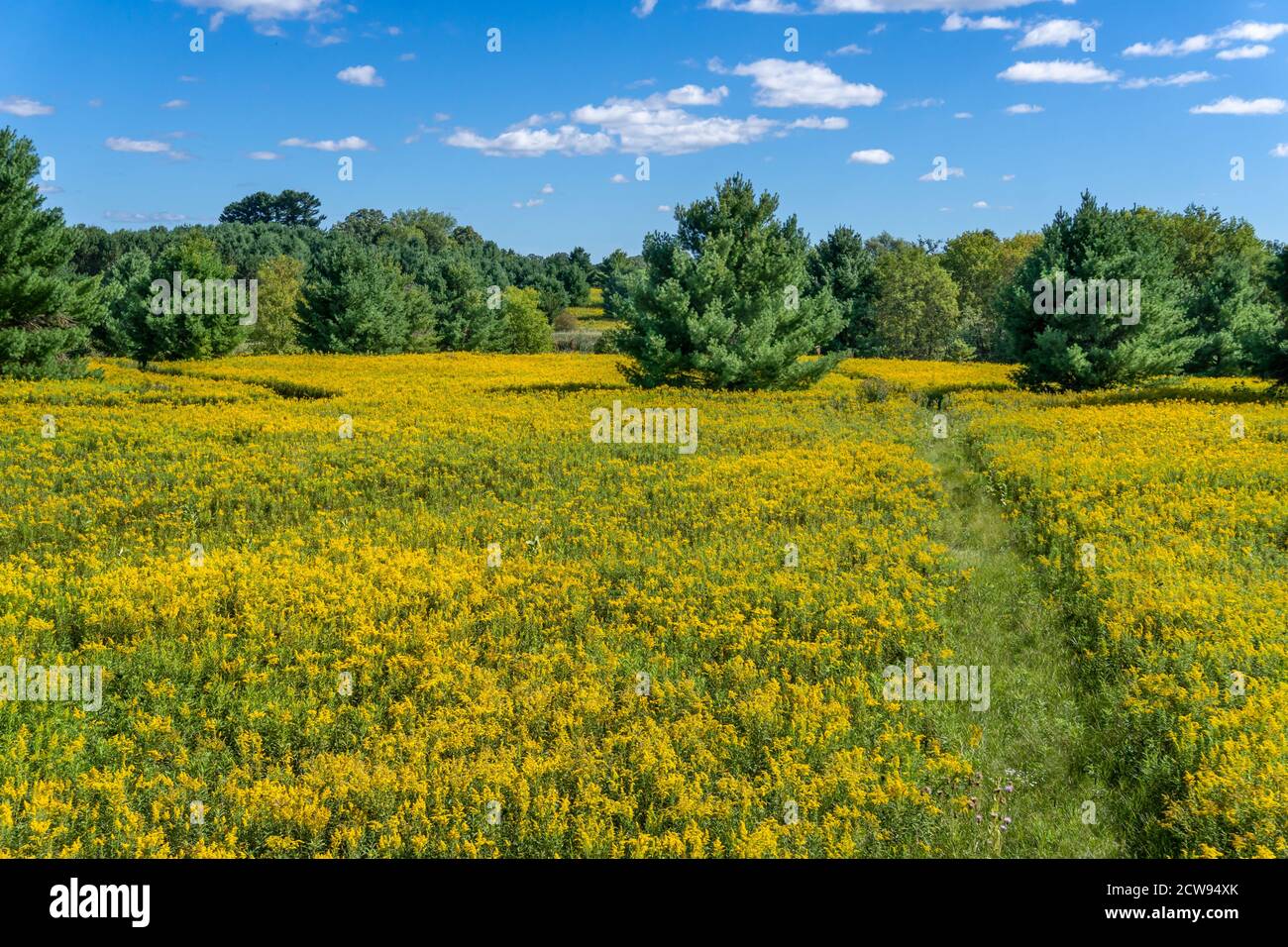 Goldenrods hi-res stock photography and images - Alamy