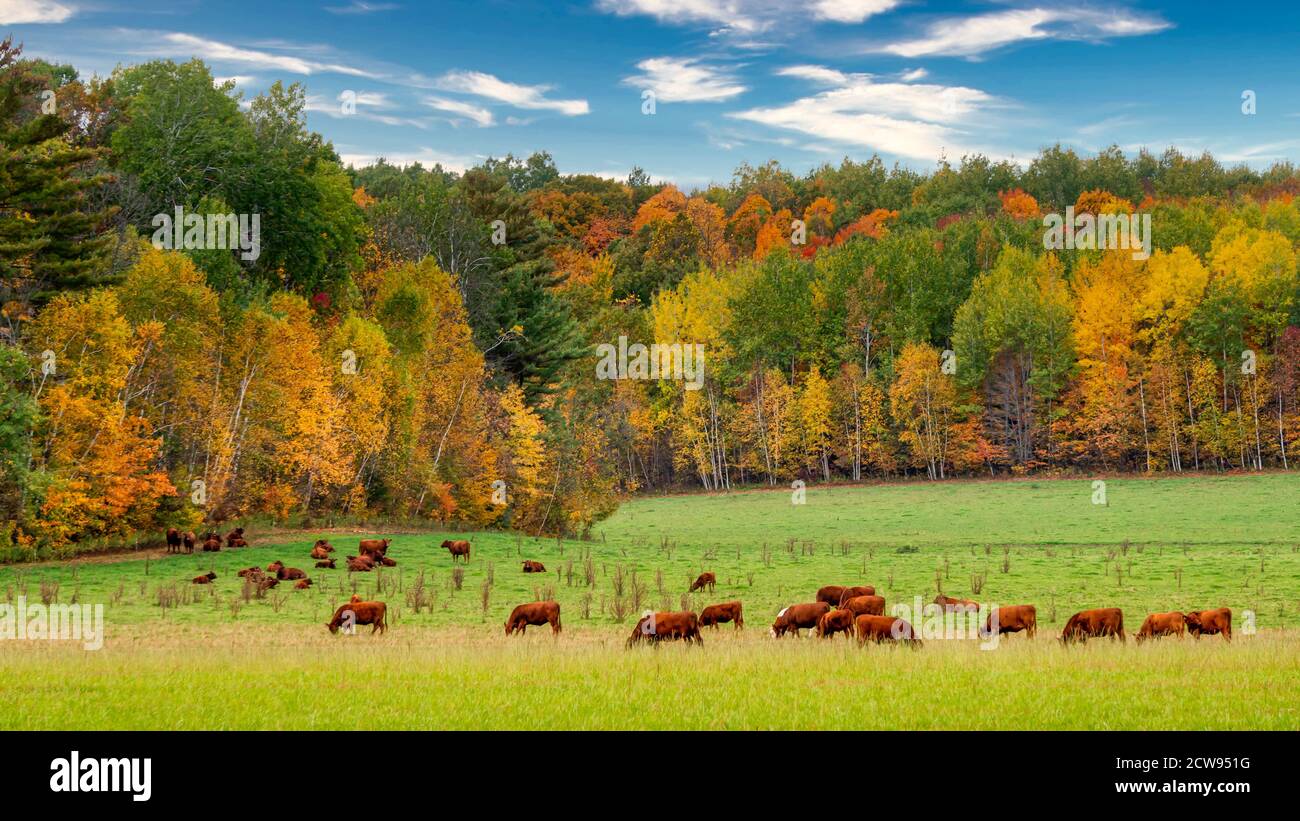 Cattle grazing in pasture with backdrop of autumn foliage Stock Photo ...