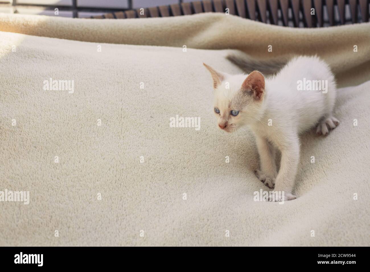 Beautiful beige white cat hi-res stock photography and images - Alamy