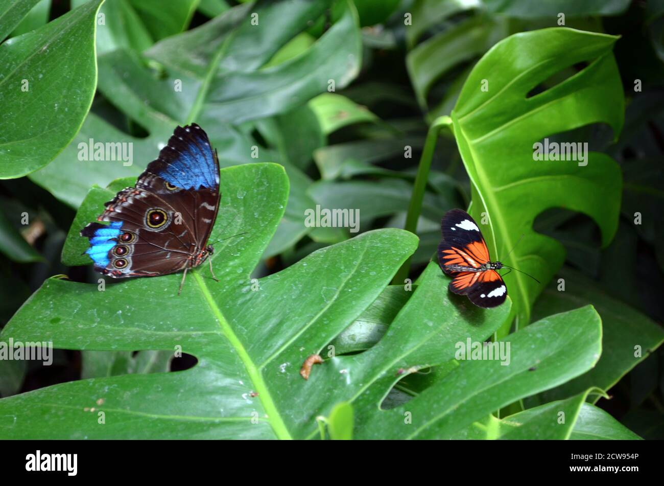 Ecuador - Mindo Butterflies at Finca de Mariposas Stock Photo - Alamy