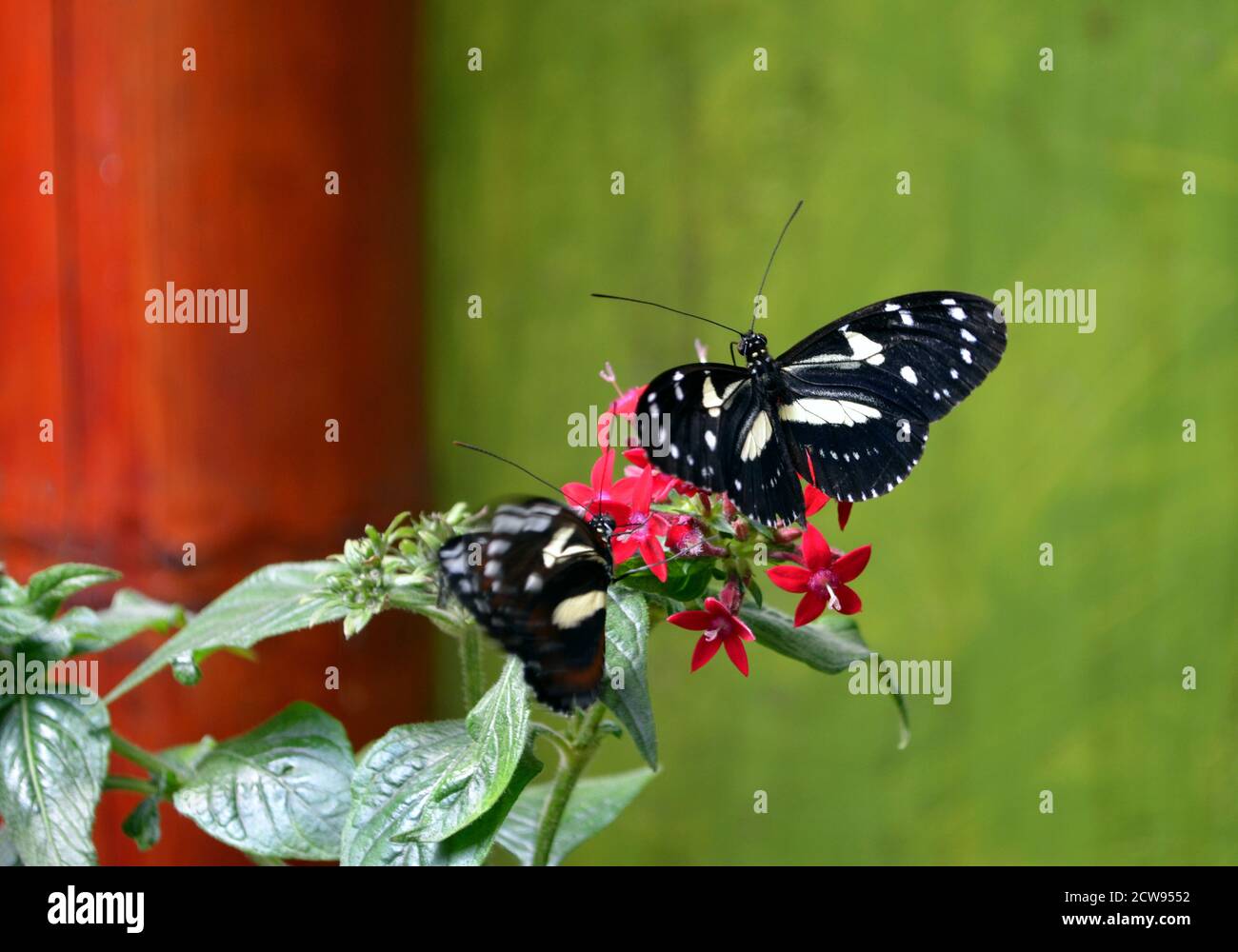 Ecuador - Mindo Butterflies at Finca de Mariposas Stock Photo - Alamy