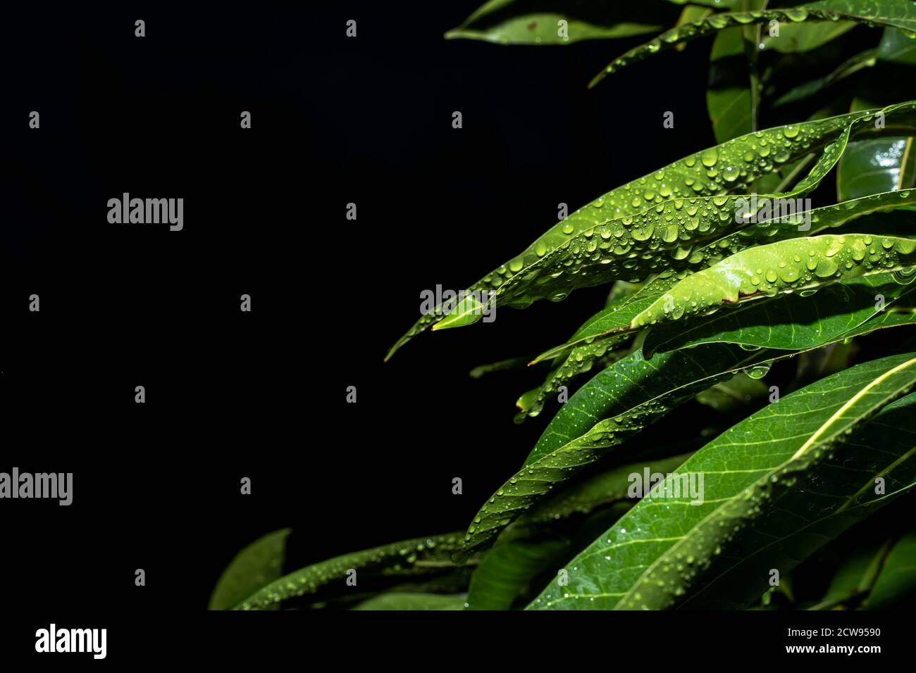 Rain Drop on small Plant after a Rainstorm Macro Stock Photo - Alamy