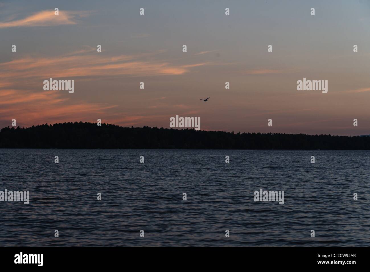 A seagull flying over a lake into the sunset Stock Photo - Alamy
