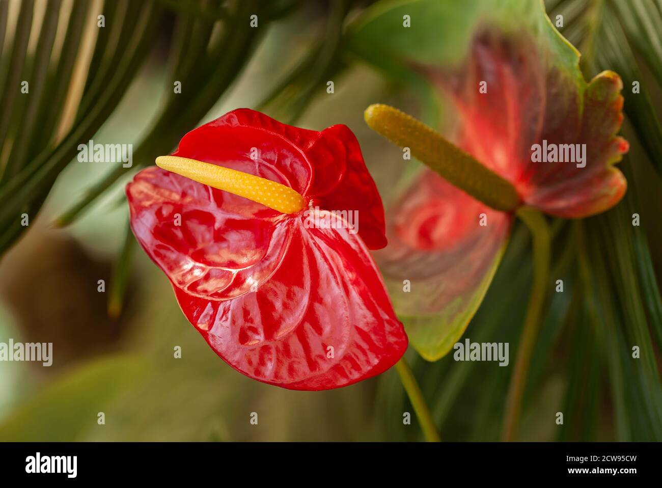 Anthurium. Red flamingo lily, tropical exotic plant Stock Photo - Alamy
