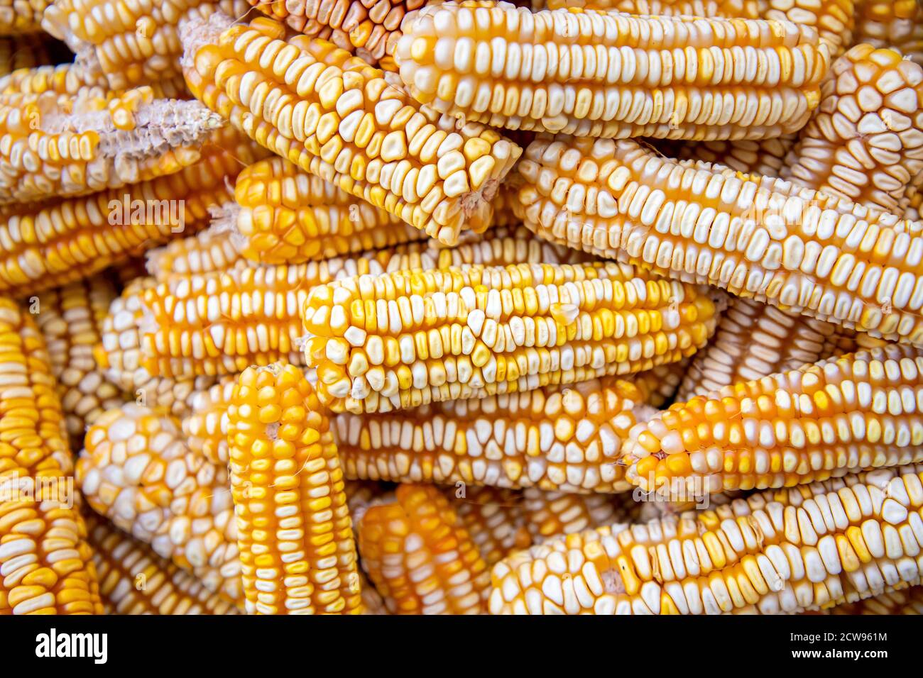 Sun Dried Fresh Organic Corn Cob Stock Photo - Alamy