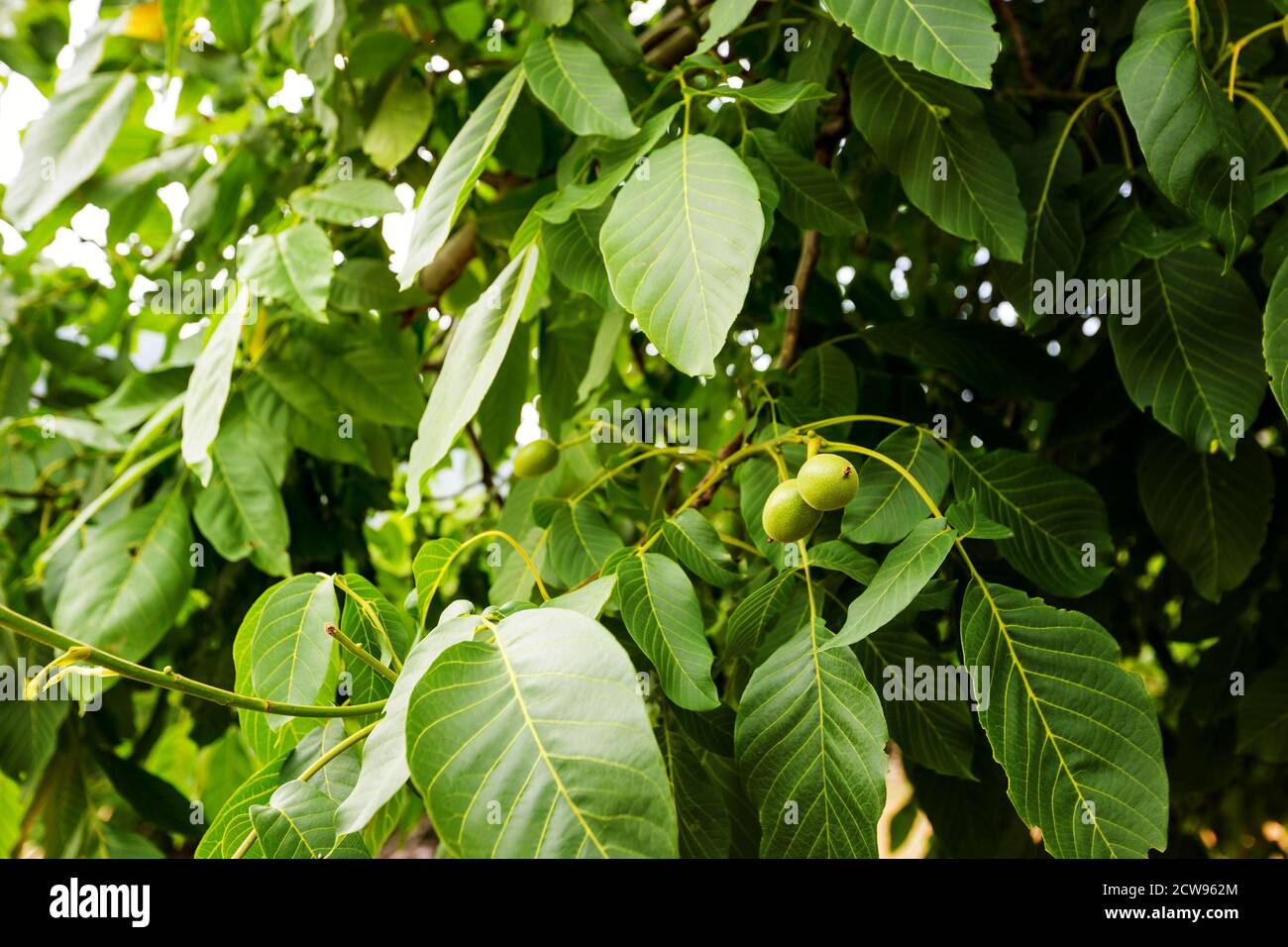 Green walnuts growing on a tree, close up Stock Photo - Alamy