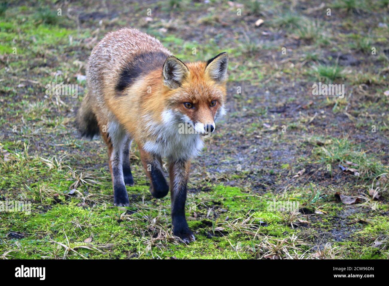 Suburb wildlife hi-res stock photography and images - Alamy