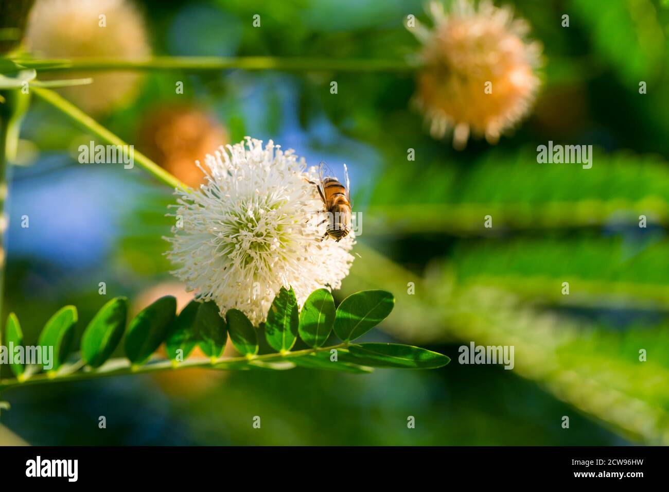 Powderpuff tree flower calliandra hi-res stock photography and images ...