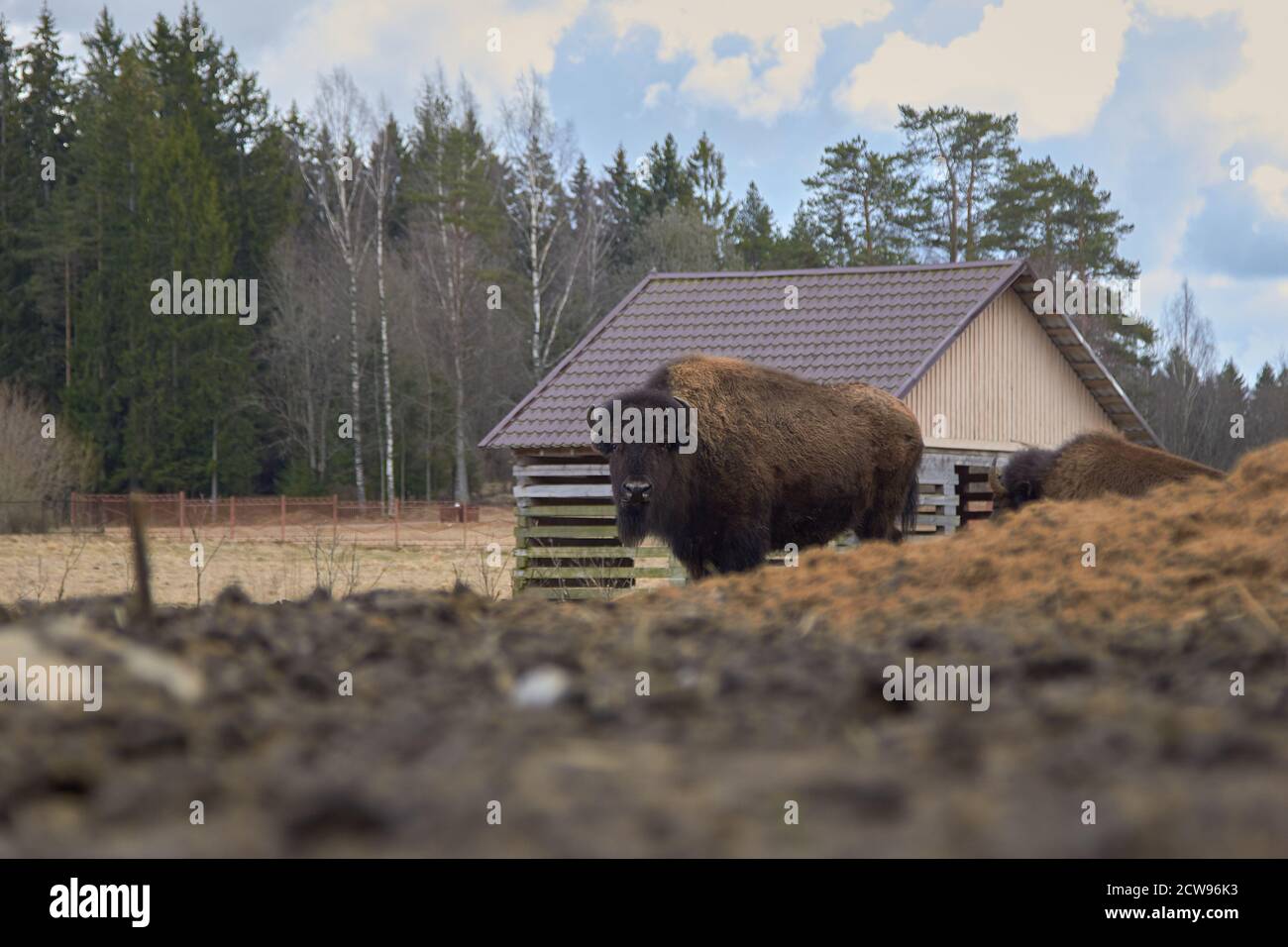 Wild european bison in the forest, Russia Stock Photo - Alamy