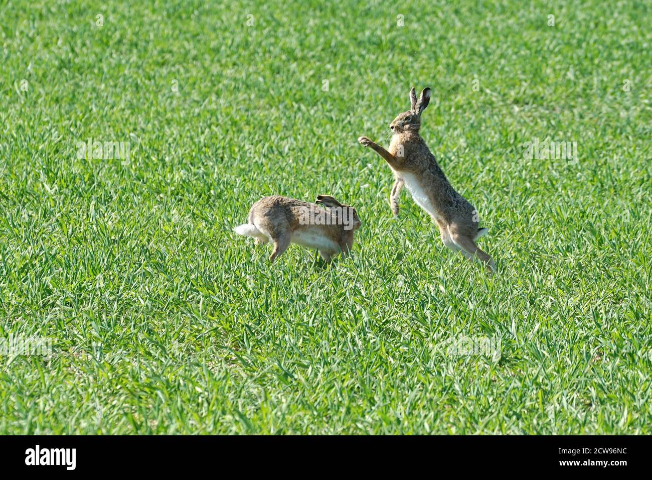 Rabbits jumping and playing in a field covered in the grass under the ...