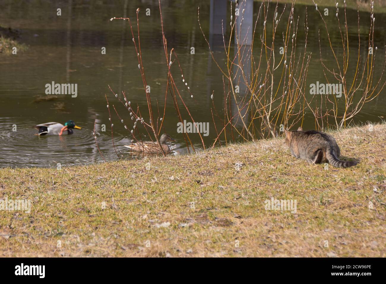 grey wild cat in the forest hunts and lives in the forest Stock Photo ...
