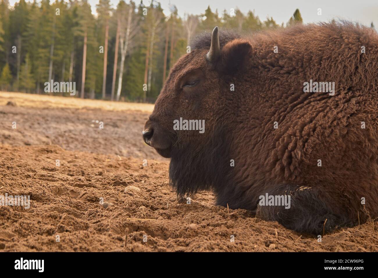 Bison herd russia nature hi-res stock photography and images - Alamy