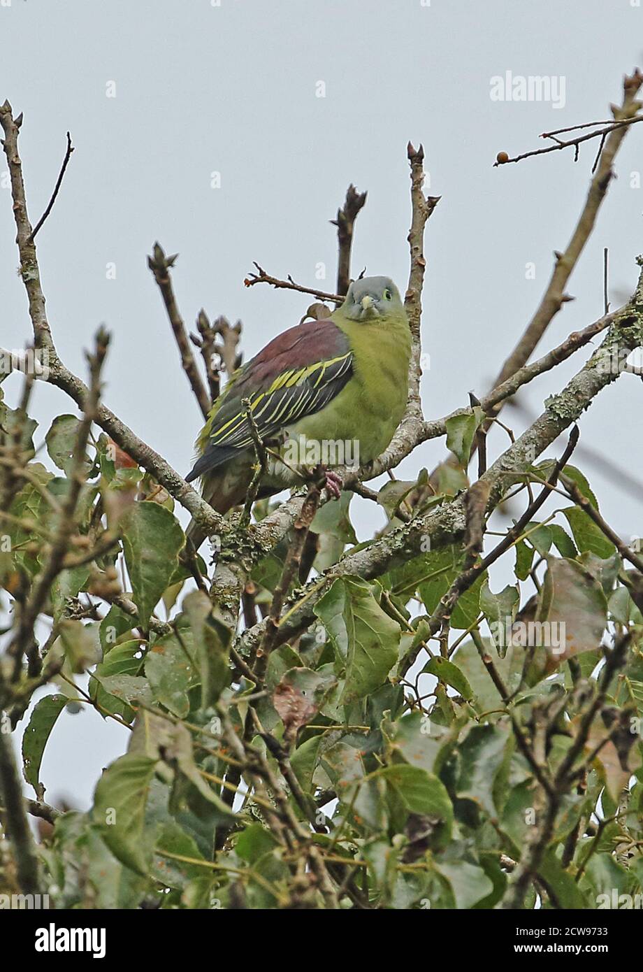 Grey-cheeked Green-pigeon (Treron griseicauda griseicauda) adult male ...