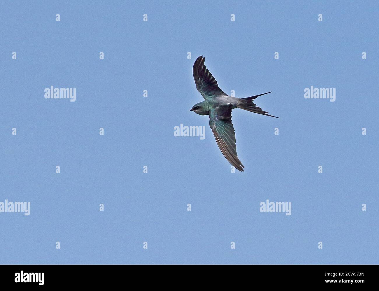 Grey-rumped Treeswift (Hemiprocne longipennis longipennis) adult female ...