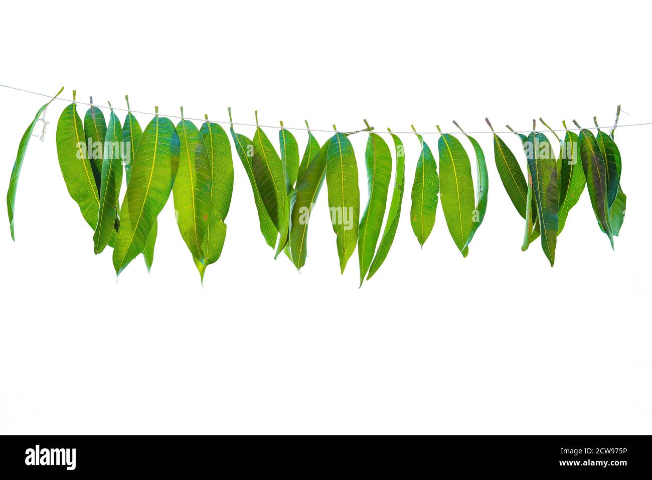 Mango Festival High Resolution Stock Photography and Images - Alamy