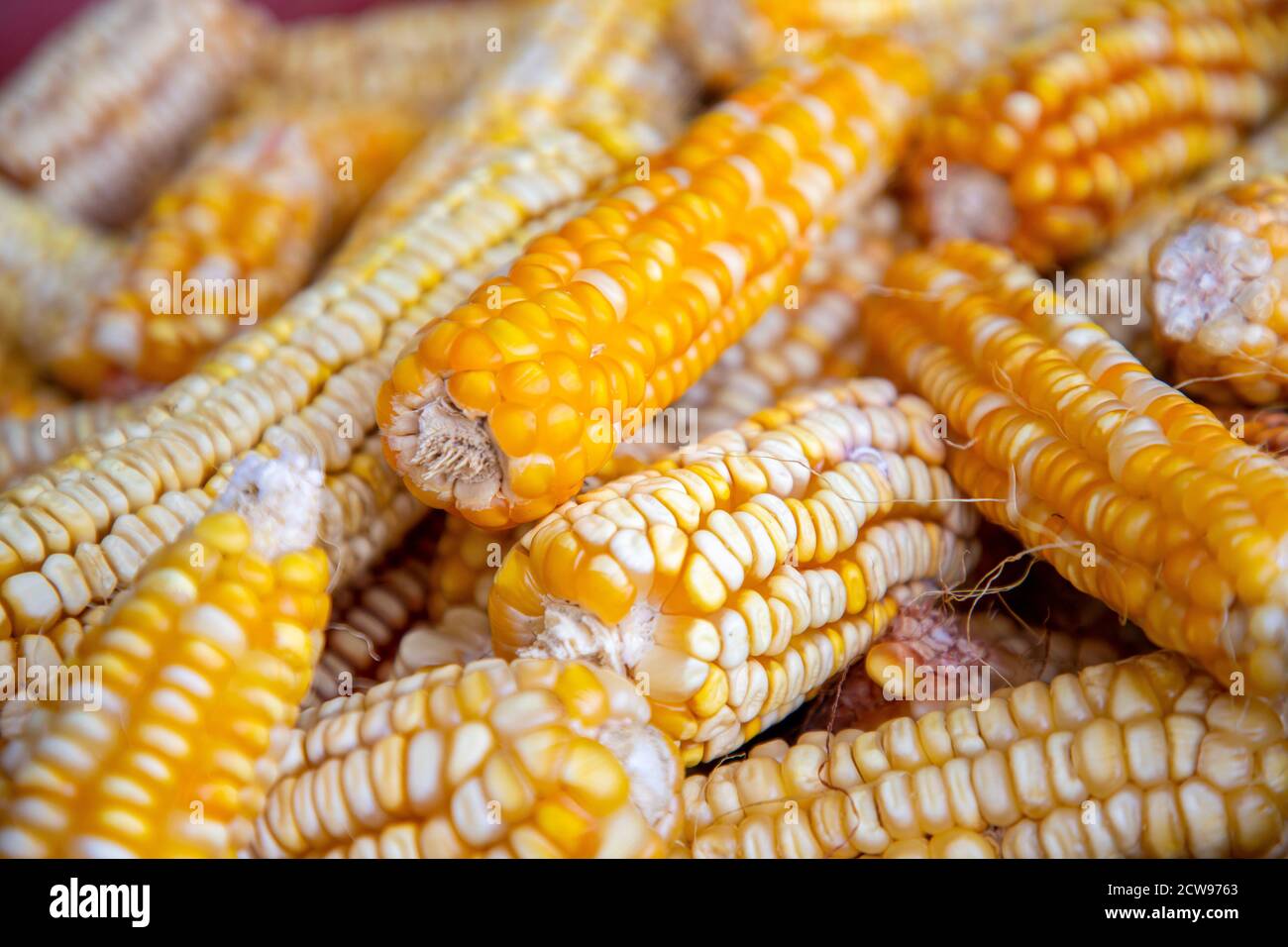 Sun Dried Fresh Organic Corn Cob Stock Photo - Alamy